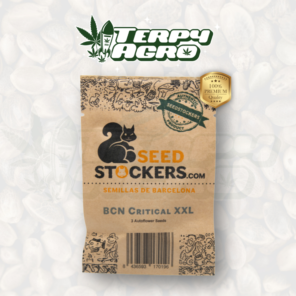 BCN Critical XXL (Auto) - Seed Stockers เมล็ด กัญชา นำเข้าแท้100% เมล็ด ...