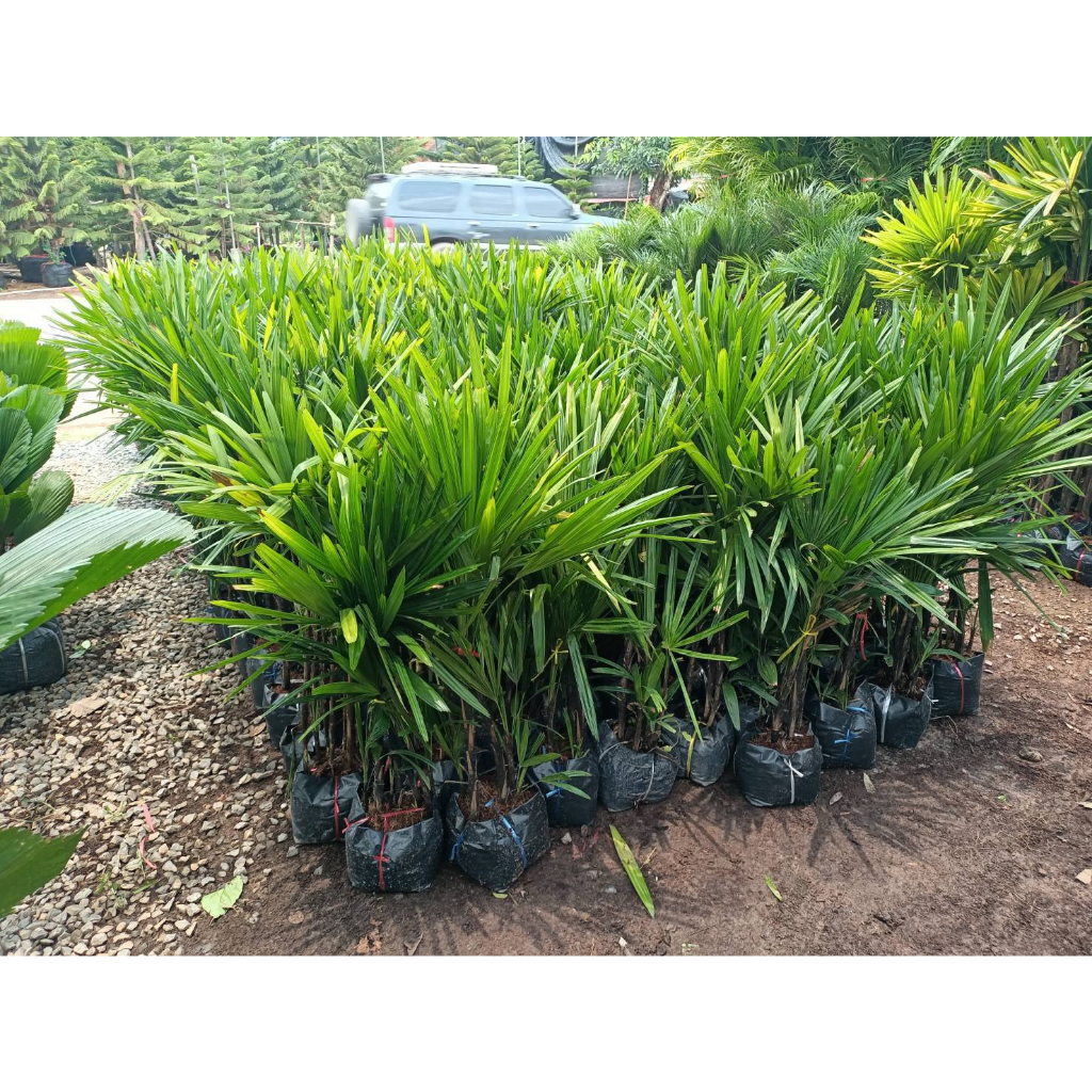 🍀#ต้นจั๋งเชียงใหม่ ไม้ประดับเพื่อความสวยงาม กอใหญ่ๆสวยๆ | Shopee Thailand