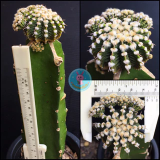 lb2178 แท้ 13พู ราคาพิเศษ | ซื้อออนไลน์ที่ Shopee ส่งฟรี*ทั่วไทย!