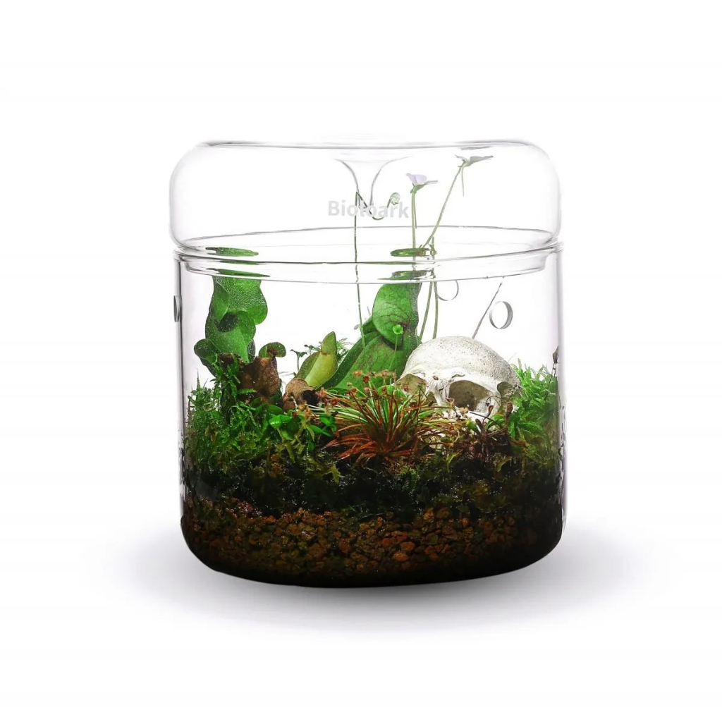 Bioloark Dew Cup Terrarium โหลแก้วเทอราเรี่ยม โหลเลี้ยงต้นไม้ MY-120 MY ...
