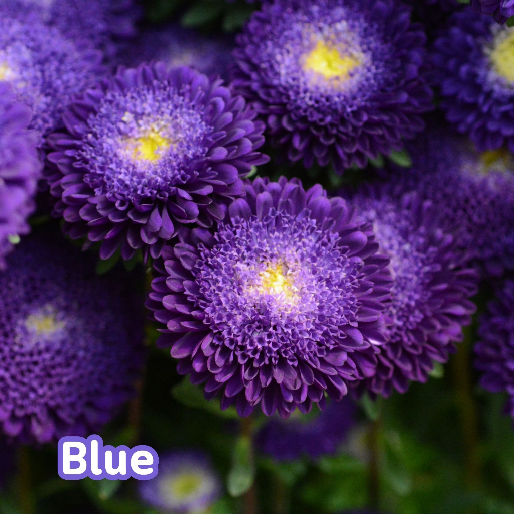 AGA SHOP เมล็ดพันธุ์ แอสเตอร์ โบนิต้า 100 เมล็ด | Shopee Thailand