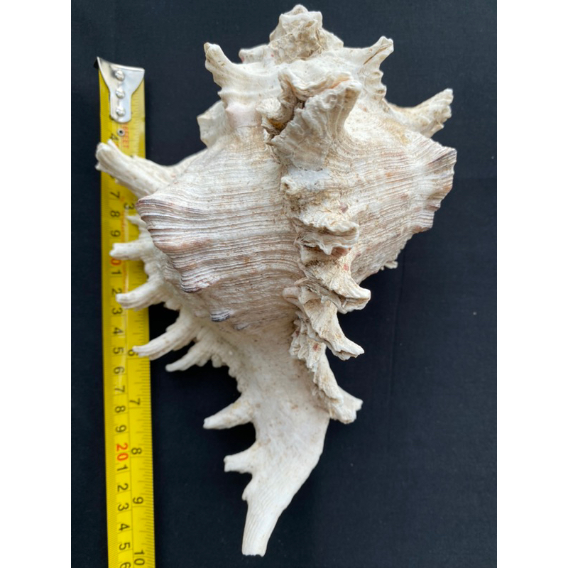 big white sea snail shell Thousand hand conch 5-30cm | Shopee Thailand