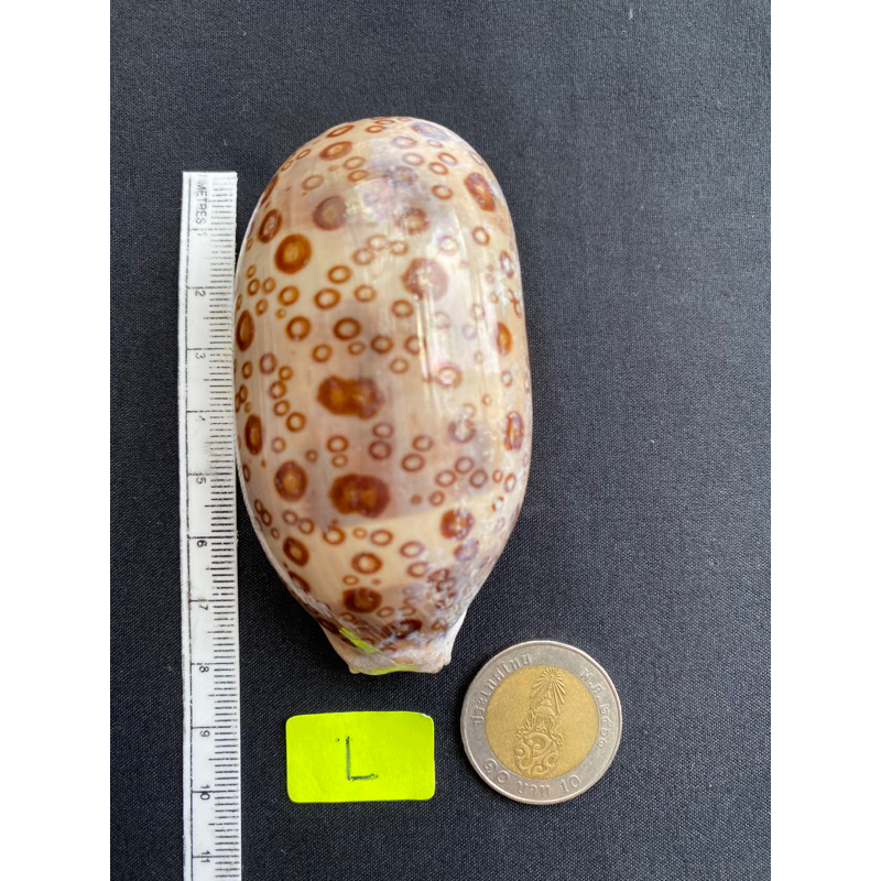 เปลือกหอยนางรมธรรมชาติไม่ย้อมสี eye cowrie natural sea conch shell 6 ...