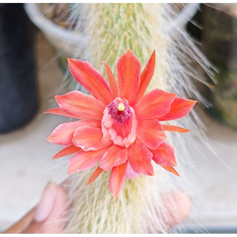 หางลิงเด็ดสด แคคตัสหางลิง | Shopee Thailand