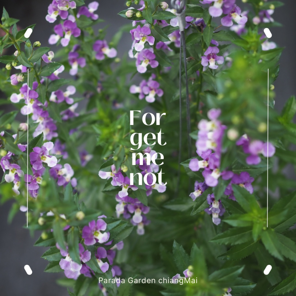 ฟอร์เก็ตมีน็อต (Forget me not ) ต้นแวววิเชียร กระถางแขวน 8 นิ้ว ดอกไม้ ...