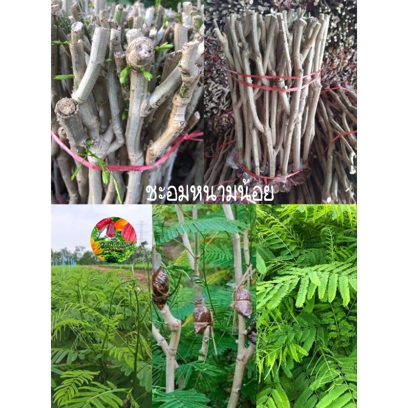 ต้นชะอมหนามน้อย ชะอมหนามน้อย ชะอมไร้หนาม (กิ่งตอน) 1 มัด มี 50 กิ่ง ...