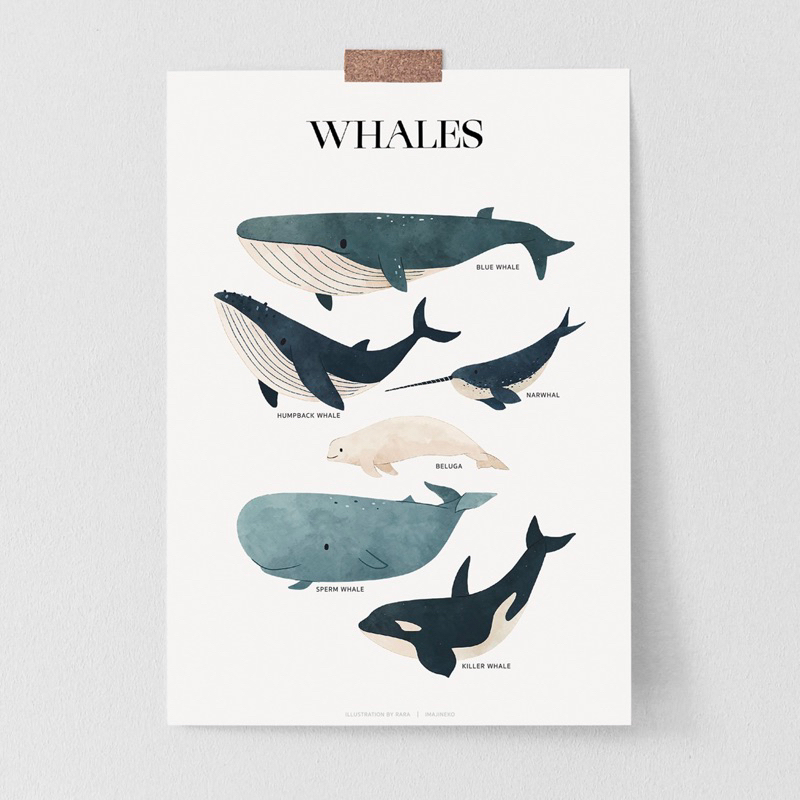 Whales poster in A3 : matted paper poster | Shopee Thailand