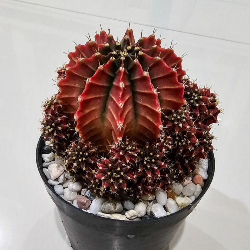 gymno ศิลามณี ชำหน่อ | Shopee Thailand