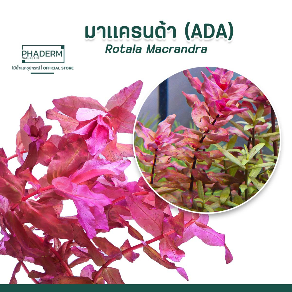 ต้นไม้น้ำ โรทาลา มาเเครนด้า ADA (Rotala Macrandra) | Shopee Thailand