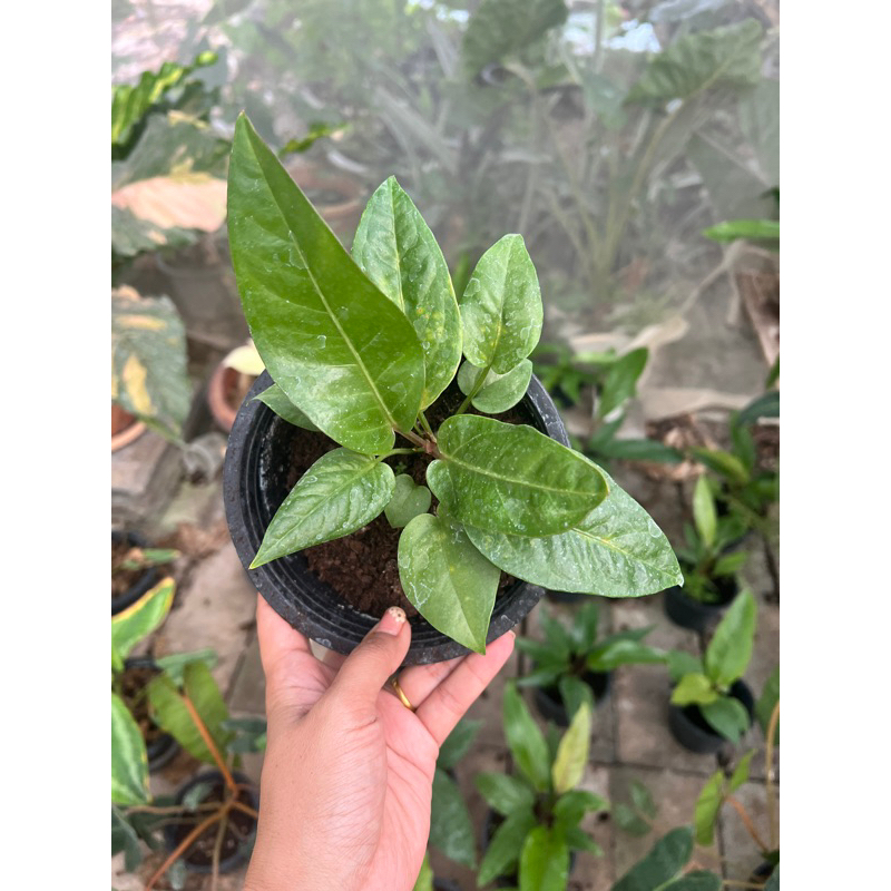 โชคเก้าชั้นด่างชมพู ด่างหินอ่อน ไม้มงคล ไม้ด่าง ไม้ฟอกอากาศ ต้นใหญ่ ...