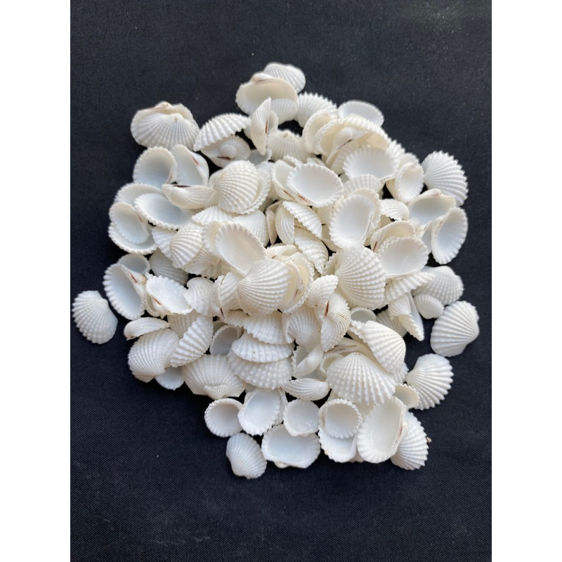 หอยลายมินิไวท์ 50g Mini XIAO XUE White Clam Shells 1-2cm | Shopee Thailand