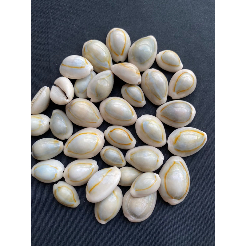 หอยนางรมตัวเล็ก 50 กรัม Russian small conch shell, 50g small oyster ...