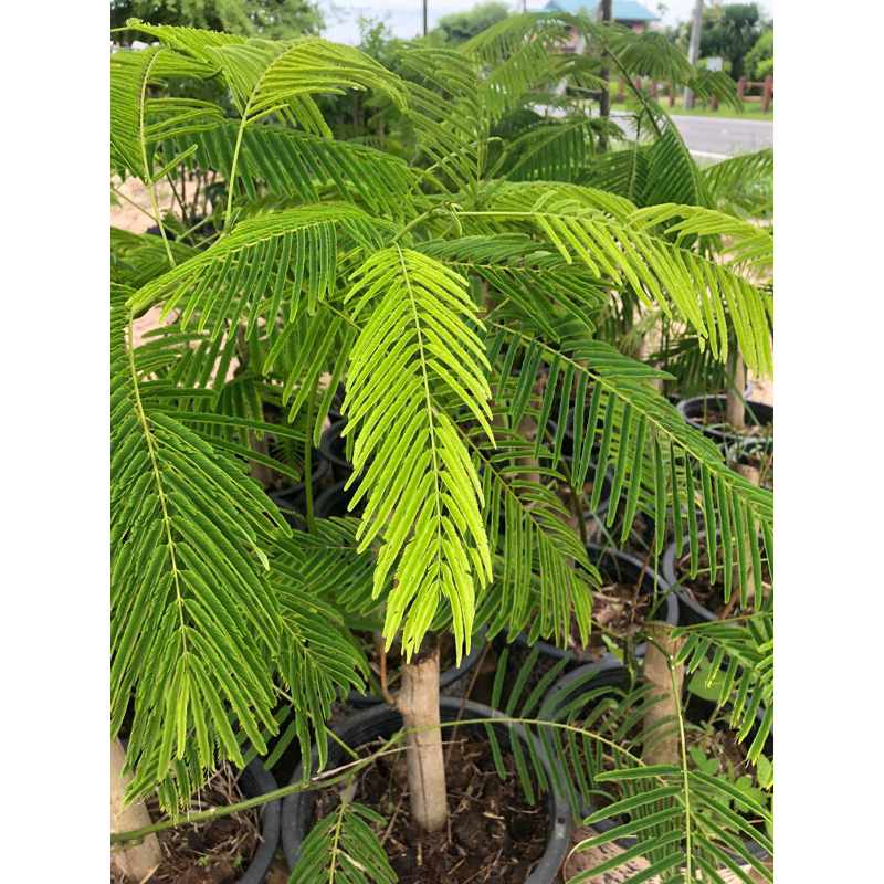 ชะอมไร้หนามต้นพันธุ์พร้อมปลูก ชุด 10 ต้น | Shopee Thailand