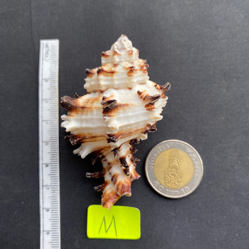 หอยสังข์ลายน้ำตาลขาว brown-white striped prickly conch shell ci luo ...