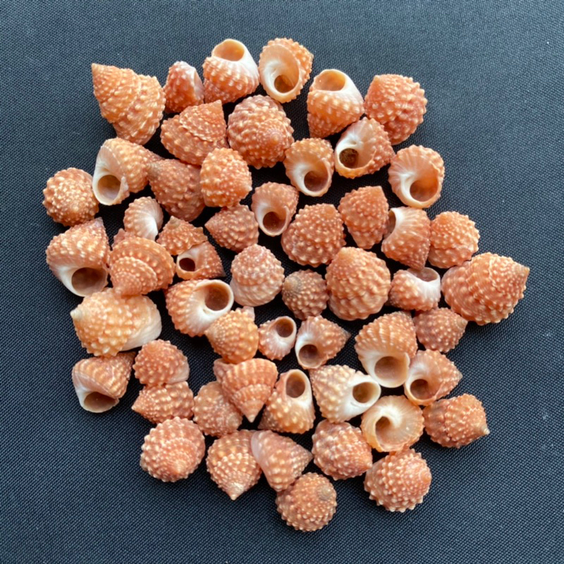 10g หอยสังข์หอเล็กสีแดง mini Red small Tower Conch Shell | Shopee Thailand