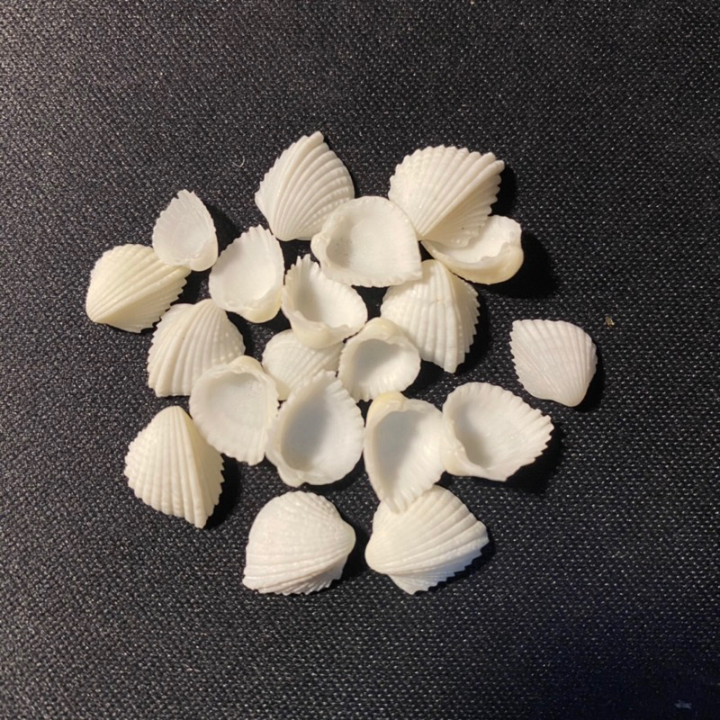 หอยลายรูปหัวใจขนาดเล็ก small white clam shell heart shape shellfish ...