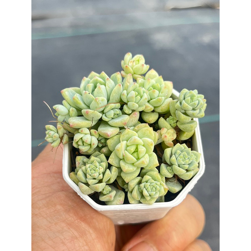 Echeveria Caramel Spirit cluster ไม้อวบนำ้ น่ารักๆ กระถาง 2 นิ้ว ...