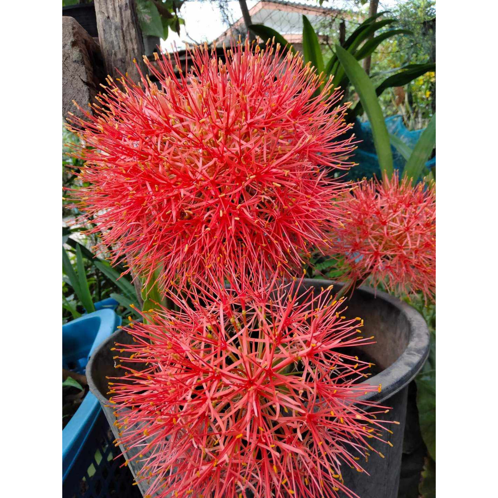 ว่านแสงอาทิตย์ ว่านกุมารทองเรียกทรัพย์ ดอกกลมสีแดง Powder puff lily ขาย ...