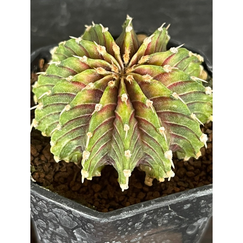 LB2178แท้ด่าง ชำหน่อ ขนาด4cm+สวยๆเลยครับ | Shopee Thailand