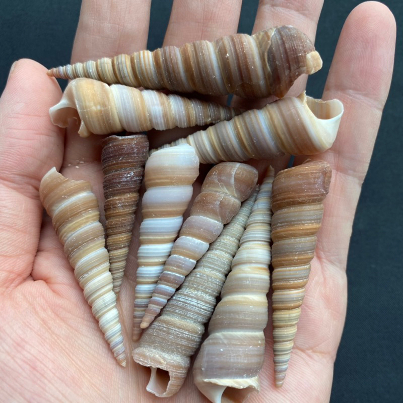 กรวยสีน้ำตาล DA CHANG DING Brown cone conch 4-6cm 50gสำหรับตกแต่งบ้าน ...