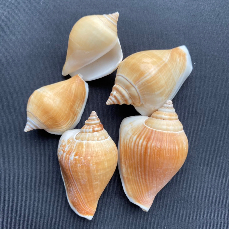 เปลือกหอยสังข์สีเหลือง ขนาด 50g SHUI JING Citrine Conch Shell 4-6cm ...