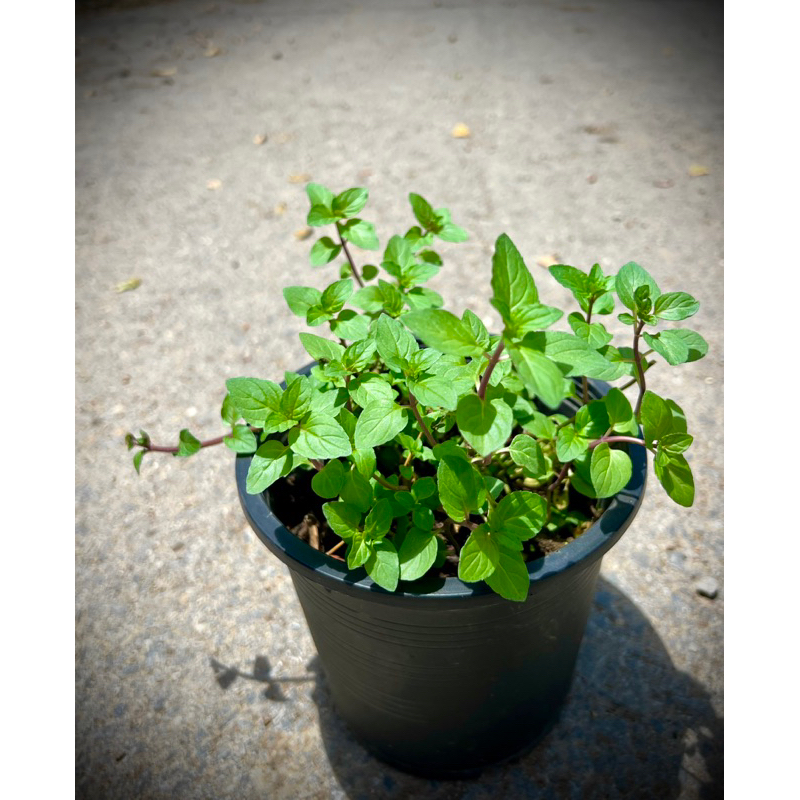 Black mint มิ้นท์ดำ Chocolate mint ช็อคโกแลตมิ้นท์ สมุนไพรฝรั่ง มีกลิ่น ...