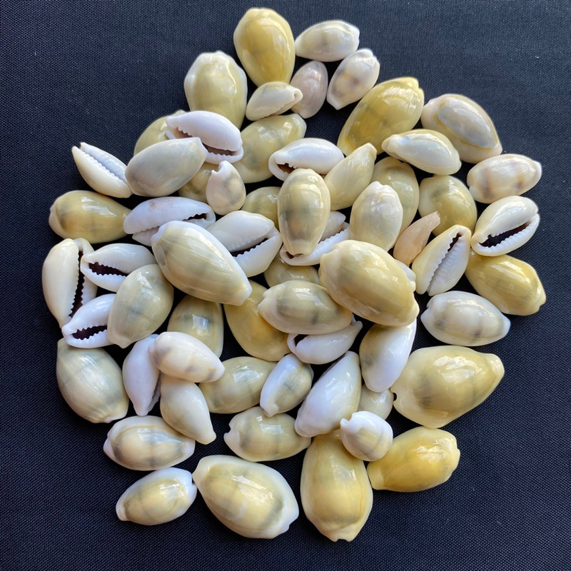 คาวรีสีเหลืองขนาดเล็ก huang Bao Luo small yellow cowrie 50g 1.5-2.5cm ...
