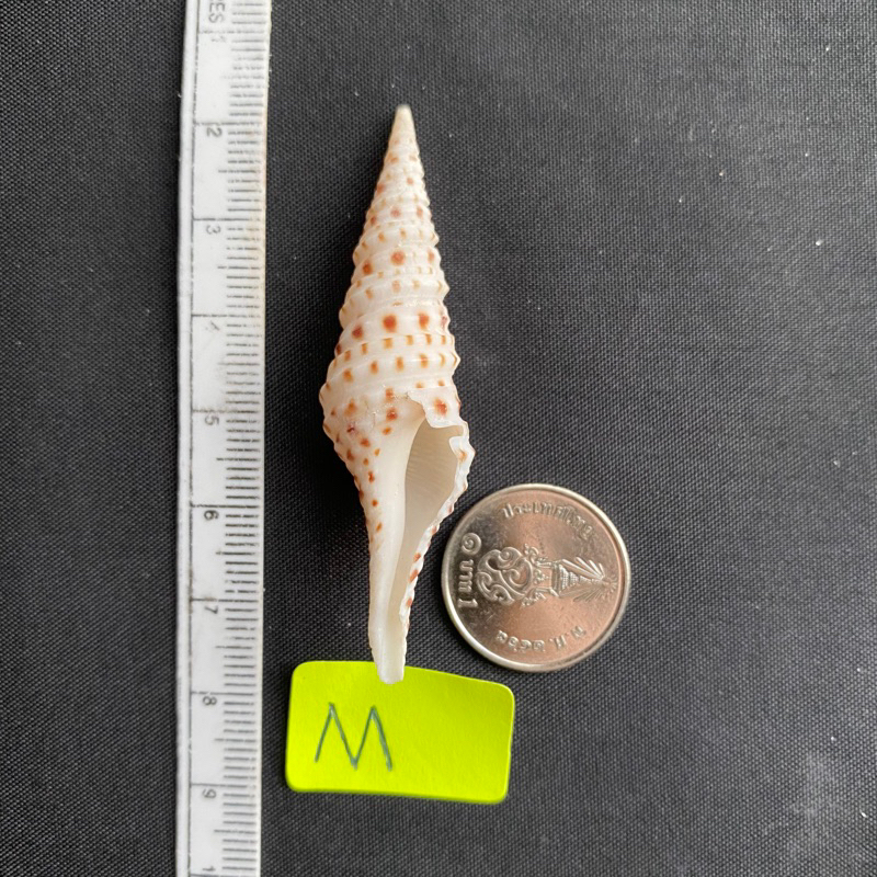 หอยสังข์สีขาวลายจุดสีน้ำตาลและหางยาว BAN JUAN GUAN Brown Spotted & Long ...