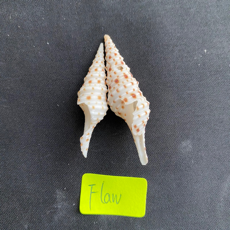 หอยสังข์สีขาวลายจุดสีน้ำตาลและหางยาว BAN JUAN GUAN Brown Spotted & Long ...