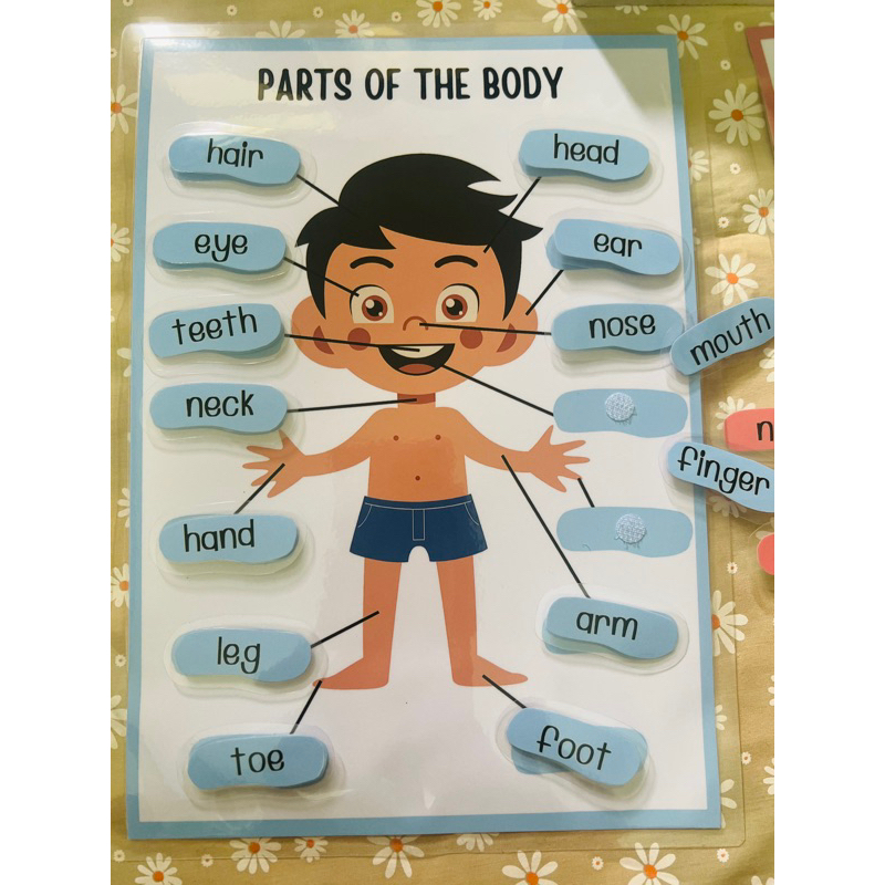 สื่อภาษาอังกฤษ Part of Body ร่างกาย | Shopee Thailand