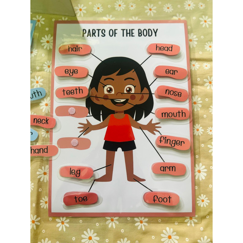 สื่อภาษาอังกฤษ Part of Body ร่างกาย | Shopee Thailand
