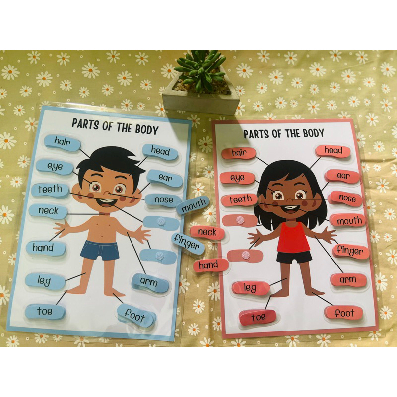 สื่อภาษาอังกฤษ Part of Body ร่างกาย | Shopee Thailand