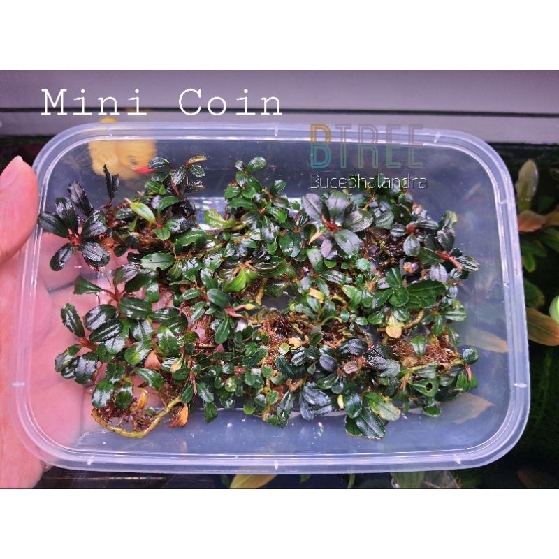 Bucephalandra Mini coin | Shopee Thailand