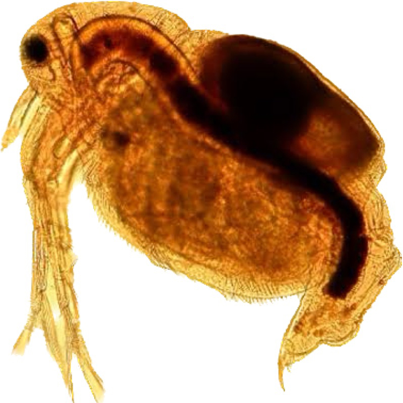 ไรแดงมาโคร(moina macrocopa) | Shopee Thailand