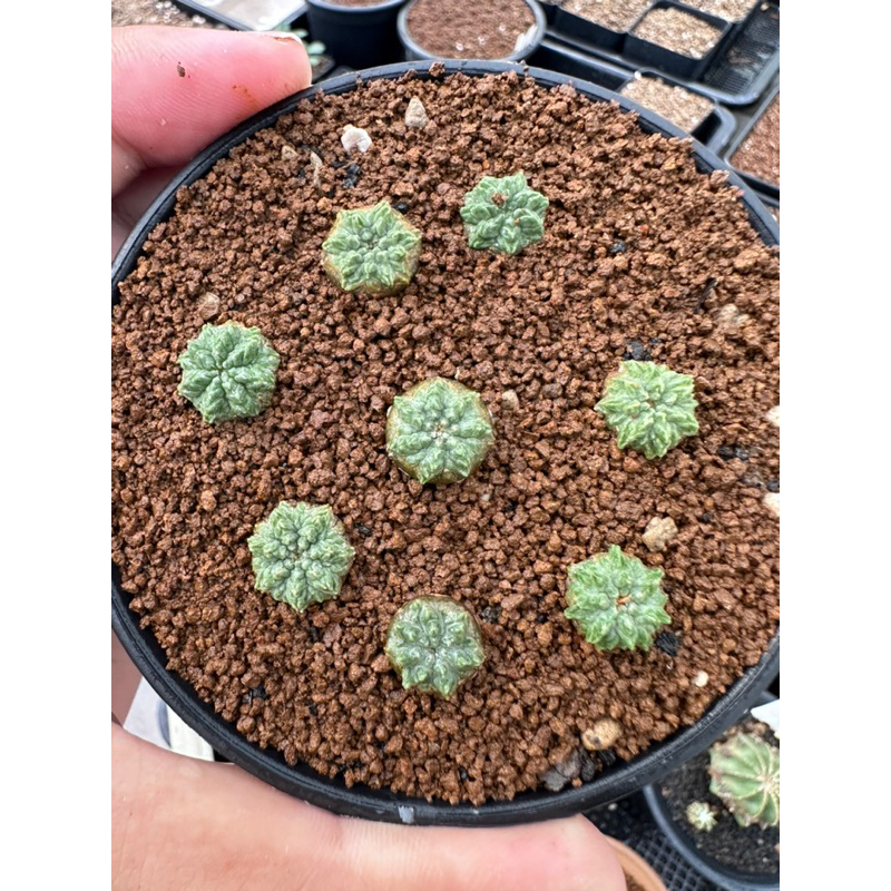 Aztekium ritteri ไม้เมล็ดนำเข้า ขนาดประมาณ 0.7-0.9cm. | Shopee Thailand