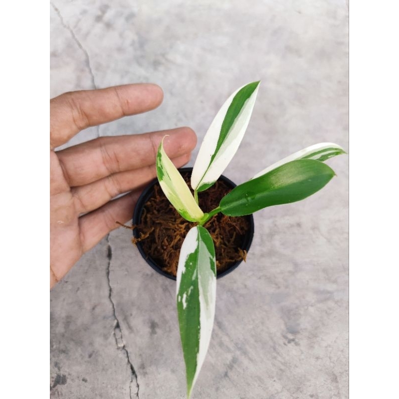 Philodendron Wend Imbe Variegated ก้านป่องด่าง | Shopee Thailand