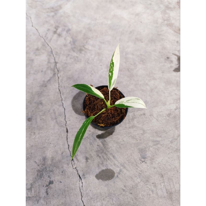 Philodendron Wend Imbe Variegated ก้านป่องด่าง | Shopee Thailand