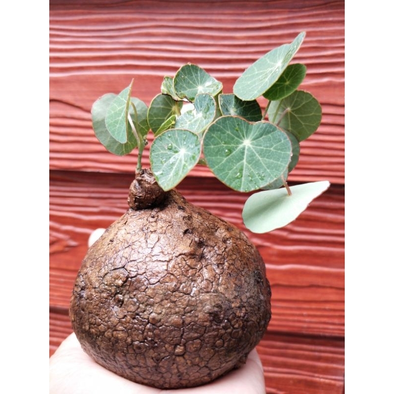 (Stephania Erecta Craib)บัวบกโขดขนาด 9-14 cmราคา 60 บาท | Shopee Thailand