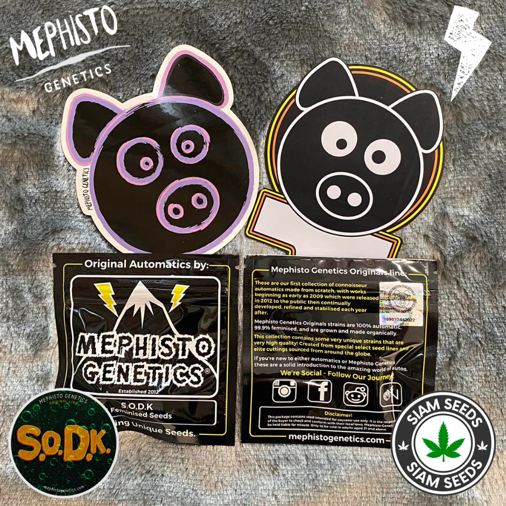 เมล็ดกัญชา Mephisto Genetics SODK (Auto) Cannabis Seeds (Pack of 3 ...