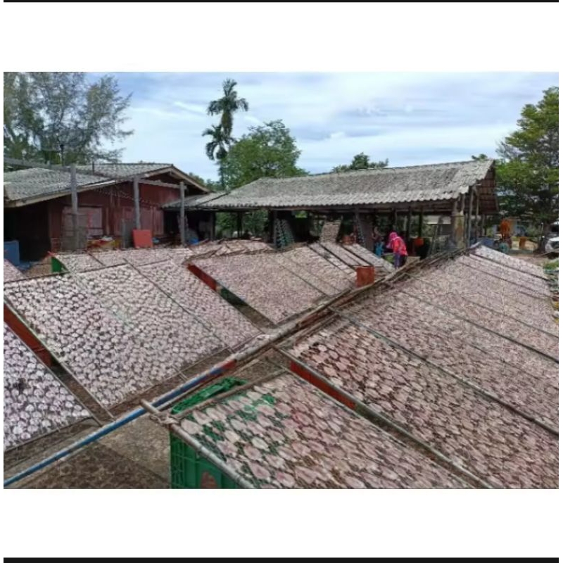 ปลาหมึกแห้ง(กะตอนแกะตา)สั่งชื้อได้ที่นี้เลยครับhttps://s.lazada.co.th/s.k8BqC | Shopee Thailand