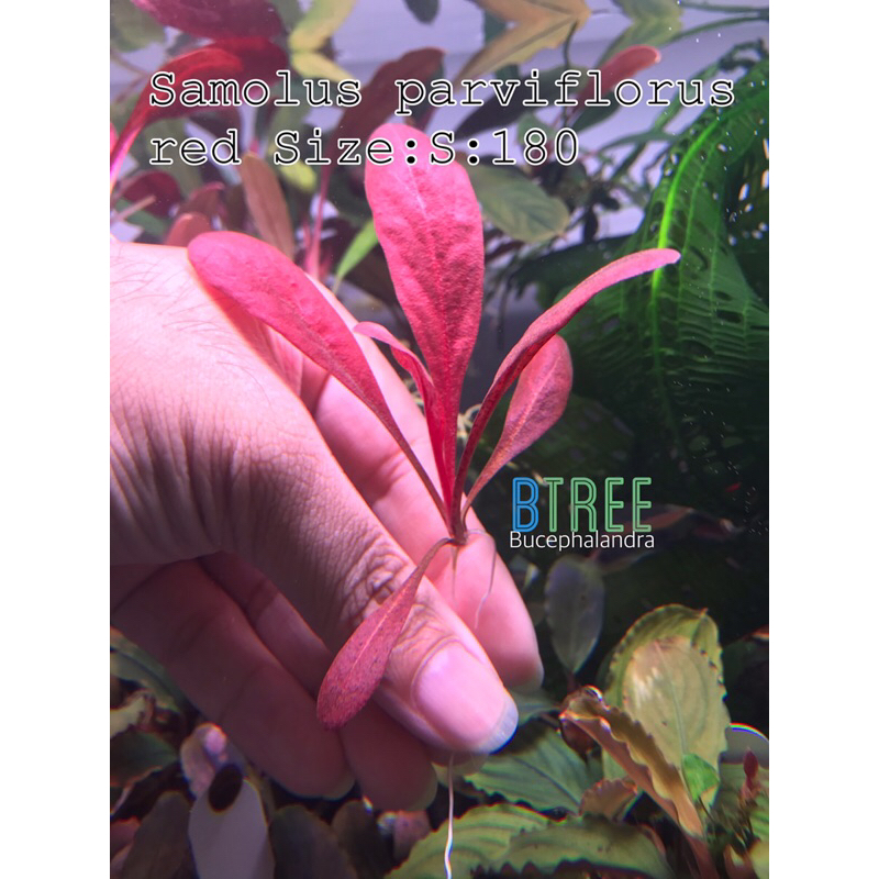 Samolus parviflorus red ใบน้ำ 100% | Shopee Thailand