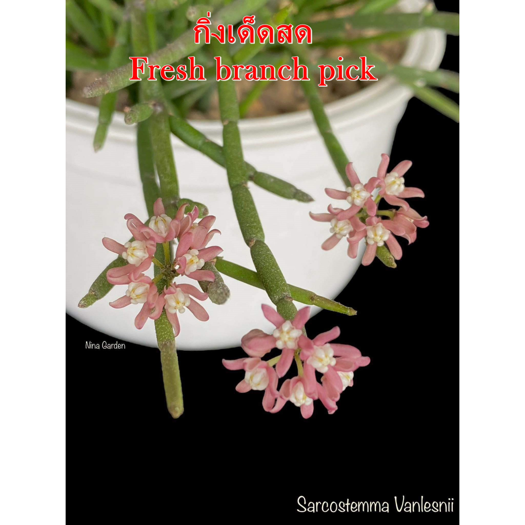 เก๋งจีน Sarcostemma Vanlessenii *ช่อกิ่งเด็ดสด* แคคตัส ไม้อวบน้ำ Cactus ...