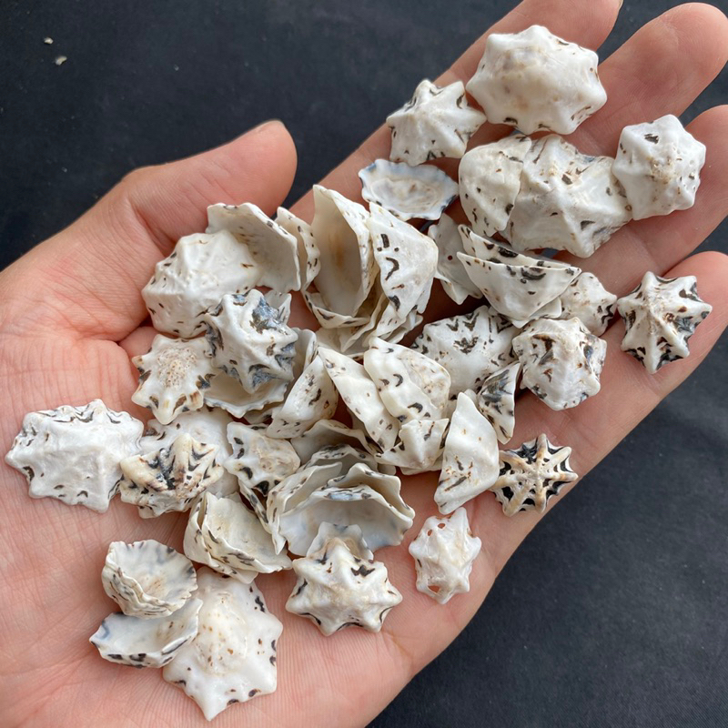 เปลือกหอยสวยๆ หมวกหอยสังข์ 50g LI LUO hat conch shell | Shopee Thailand