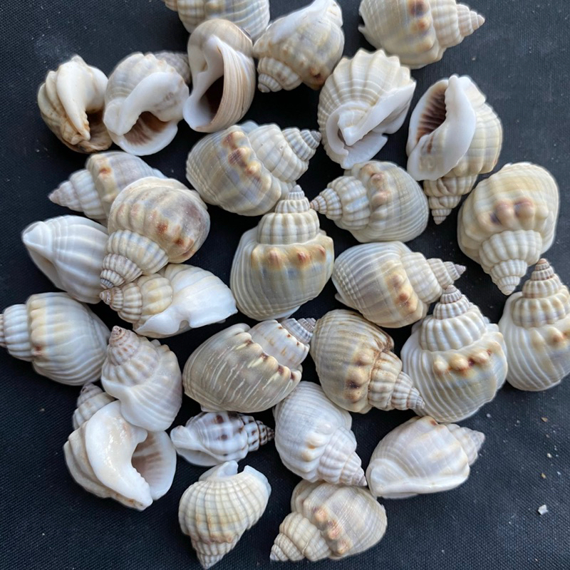 เปลือกหอยทากทะเลปากหนา 50g THICK LIPPED sea snail shell 1-2cm | Shopee ...