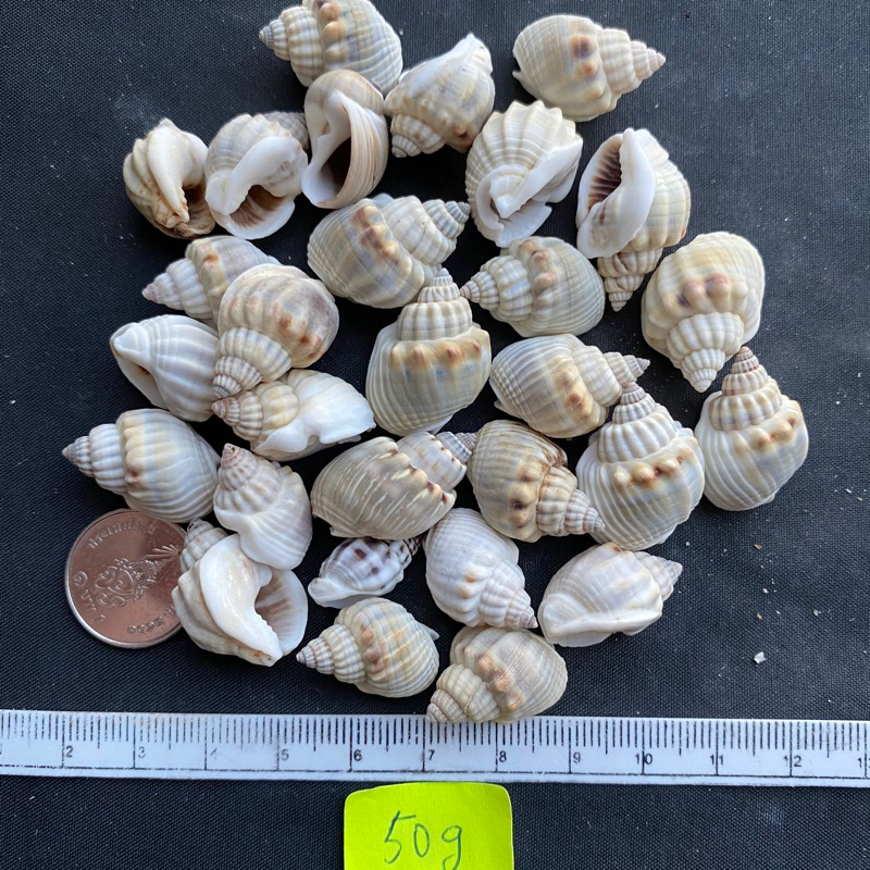เปลือกหอยทากทะเลปากหนา 50g THICK LIPPED sea snail shell 1-2cm | Shopee ...