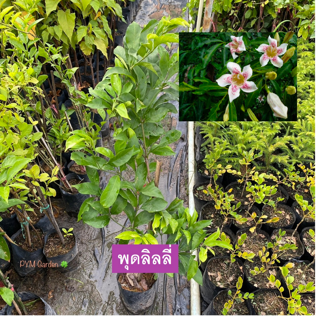 ต้นพุดโกเมน พุดลิลลี่ (Rothmannia longiflora Salisb) กิ่งตอน ไม้พุ่ม ...