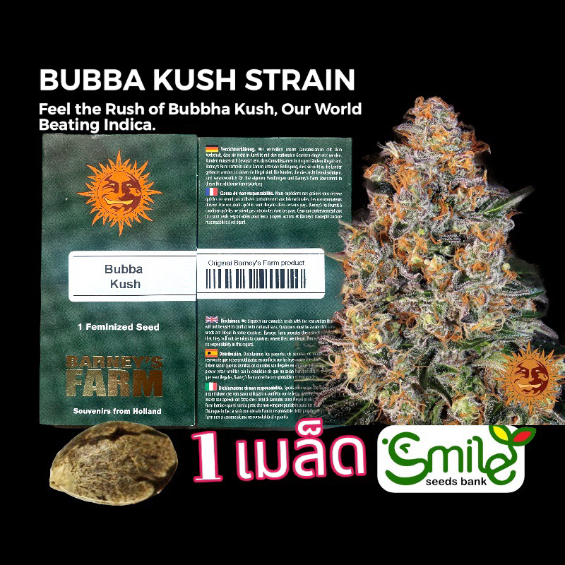 เมล็ดกัญชา Bubba Kush (Fem) - Barney’s Farm | Shopee Thailand