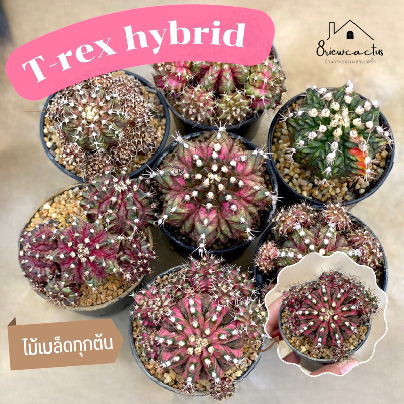 Gymno t-rex hybrid ไม้เมล็ด คัดฟอร์มสวยๆ เลือกต้นได้ แคคตัส กระบองเพชร ...