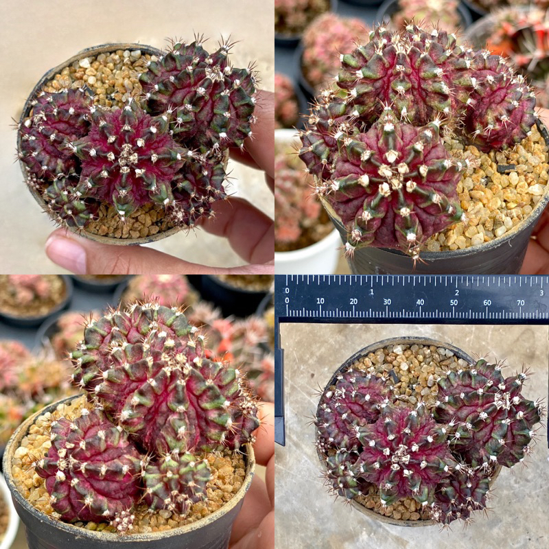 Gymno t-rex hybrid ไม้เมล็ด คัดฟอร์มสวยๆ เลือกต้นได้ แคคตัส กระบองเพชร ...