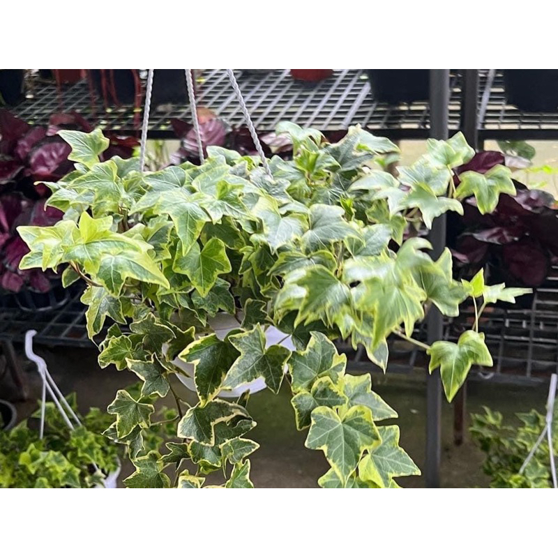 English Ivy ต้นไอวี่ด่างสวยมากรอบนี้มี📌ด่างเหลือง💛ด่างขาวทักแชท ...